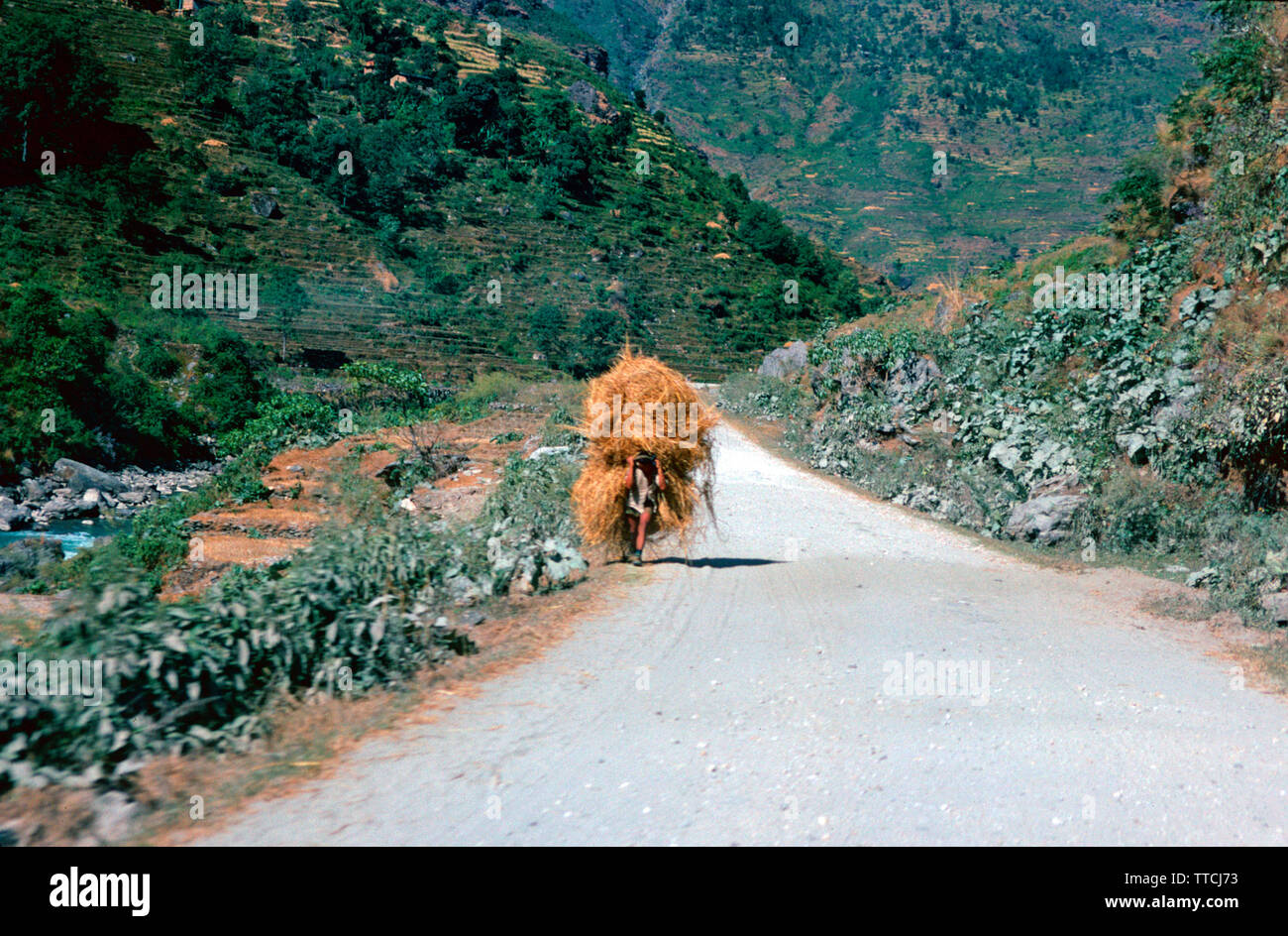 Man carrying large bundle of straw,Araniko Highway,Nepal Stock Photo ...