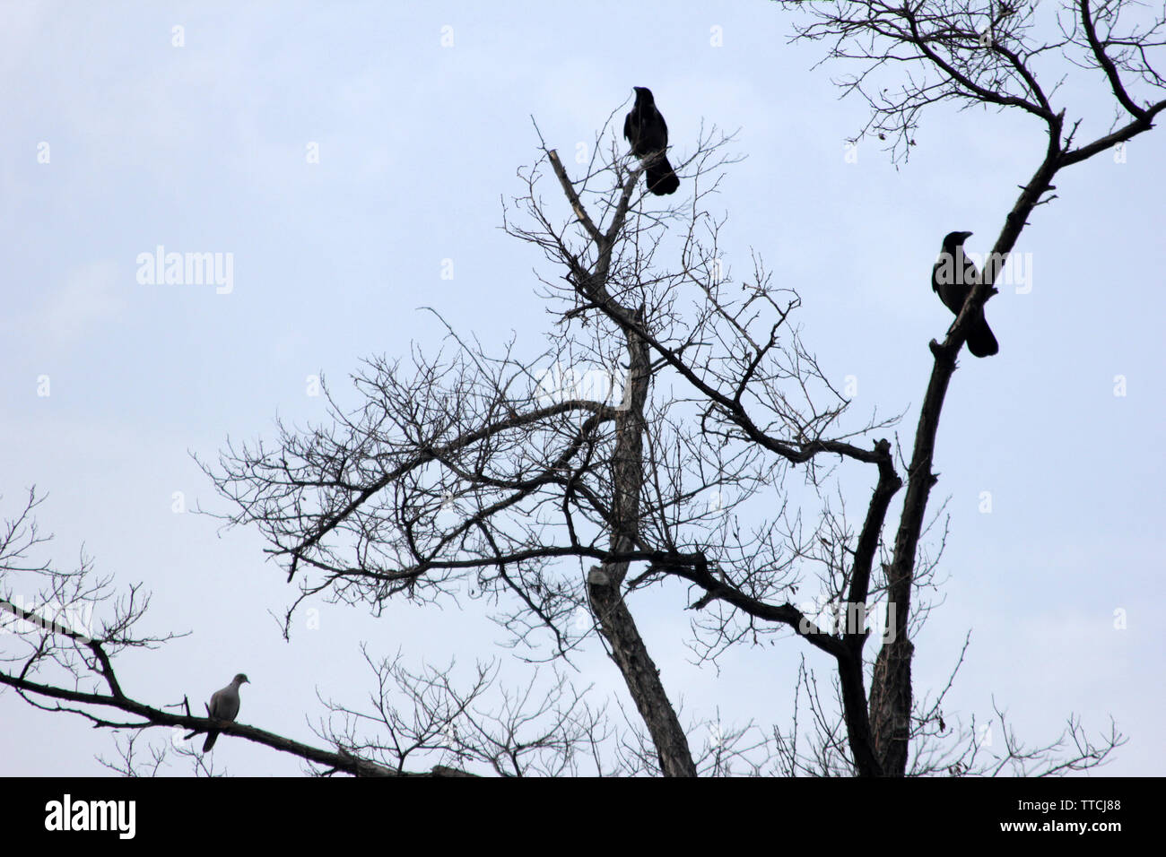 Raven sitting in dead tree hi-res stock photography and images - Alamy