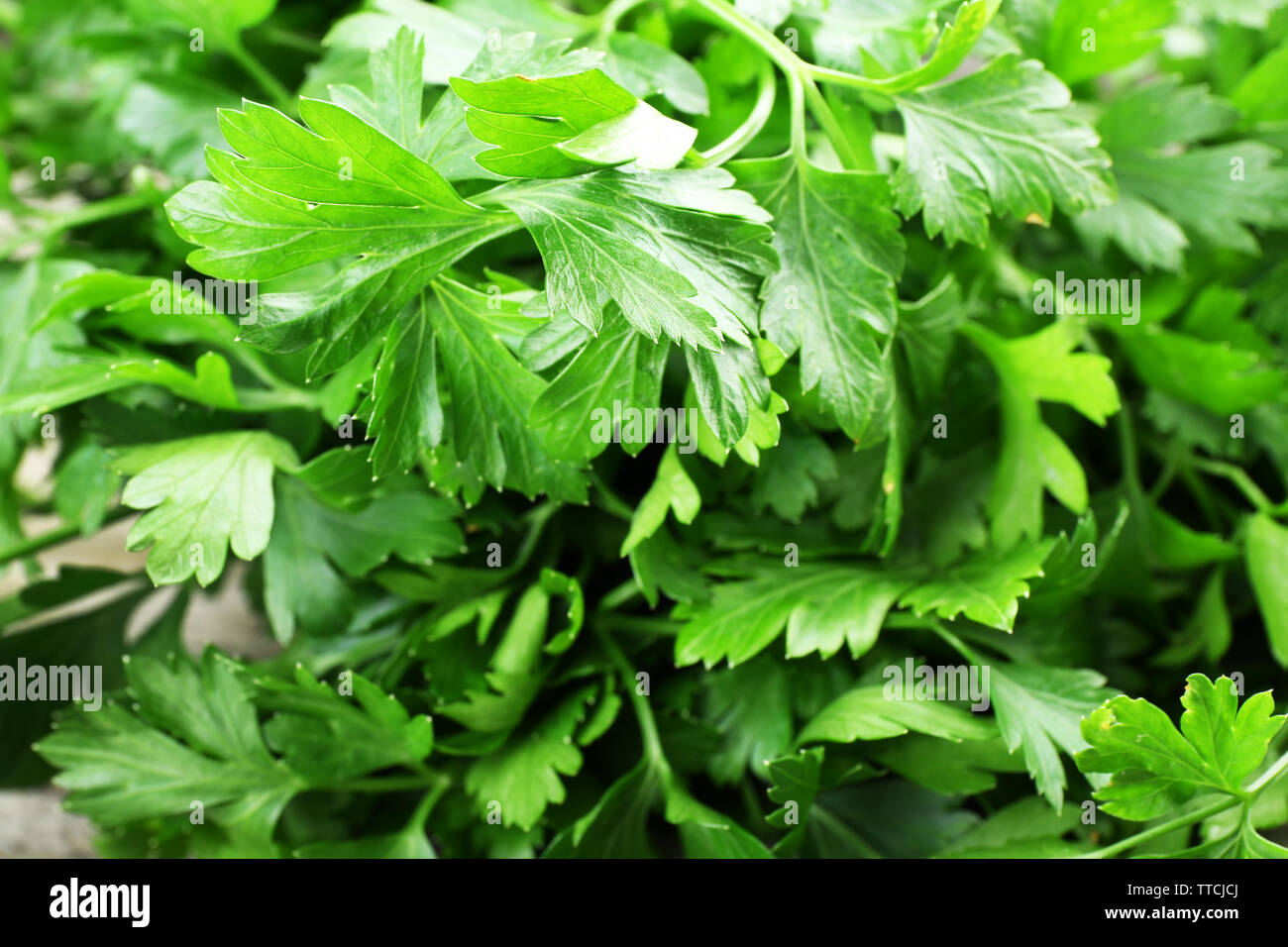Fresh parsley closeup Stock Photo - Alamy