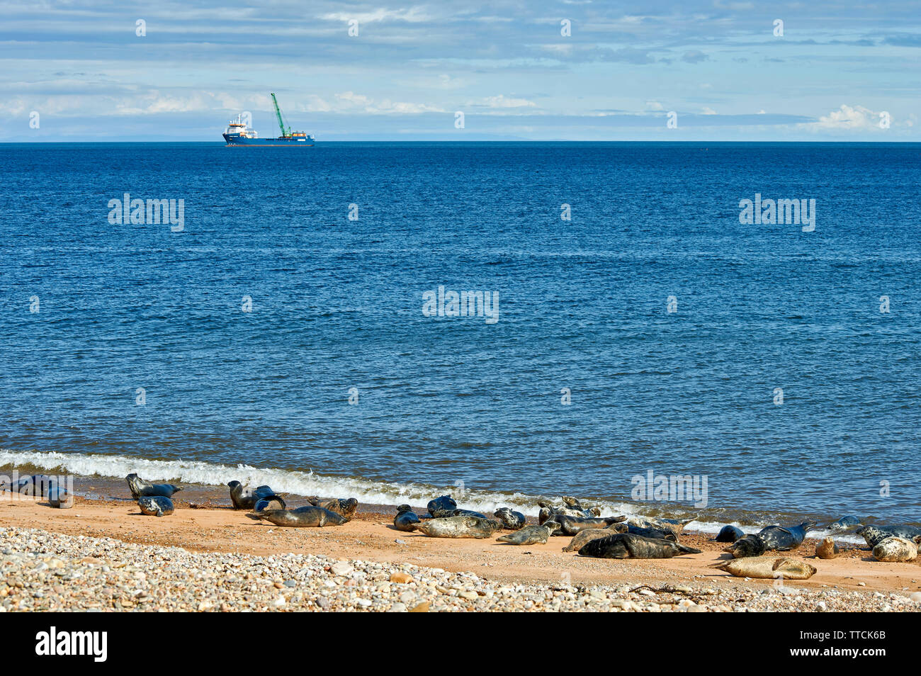 PORTGORDON BEACH MORAY SCOTLAND COMMON SEALS LYING ON THE SAND AND ...
