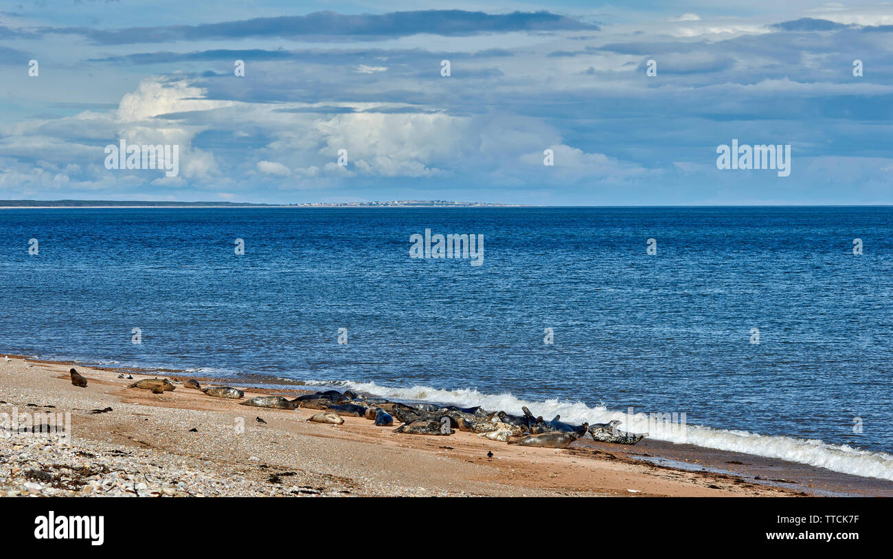 PORTGORDON BEACH MORAY SCOTLAND COMMON SEALS LYING ON THE SAND AND ...
