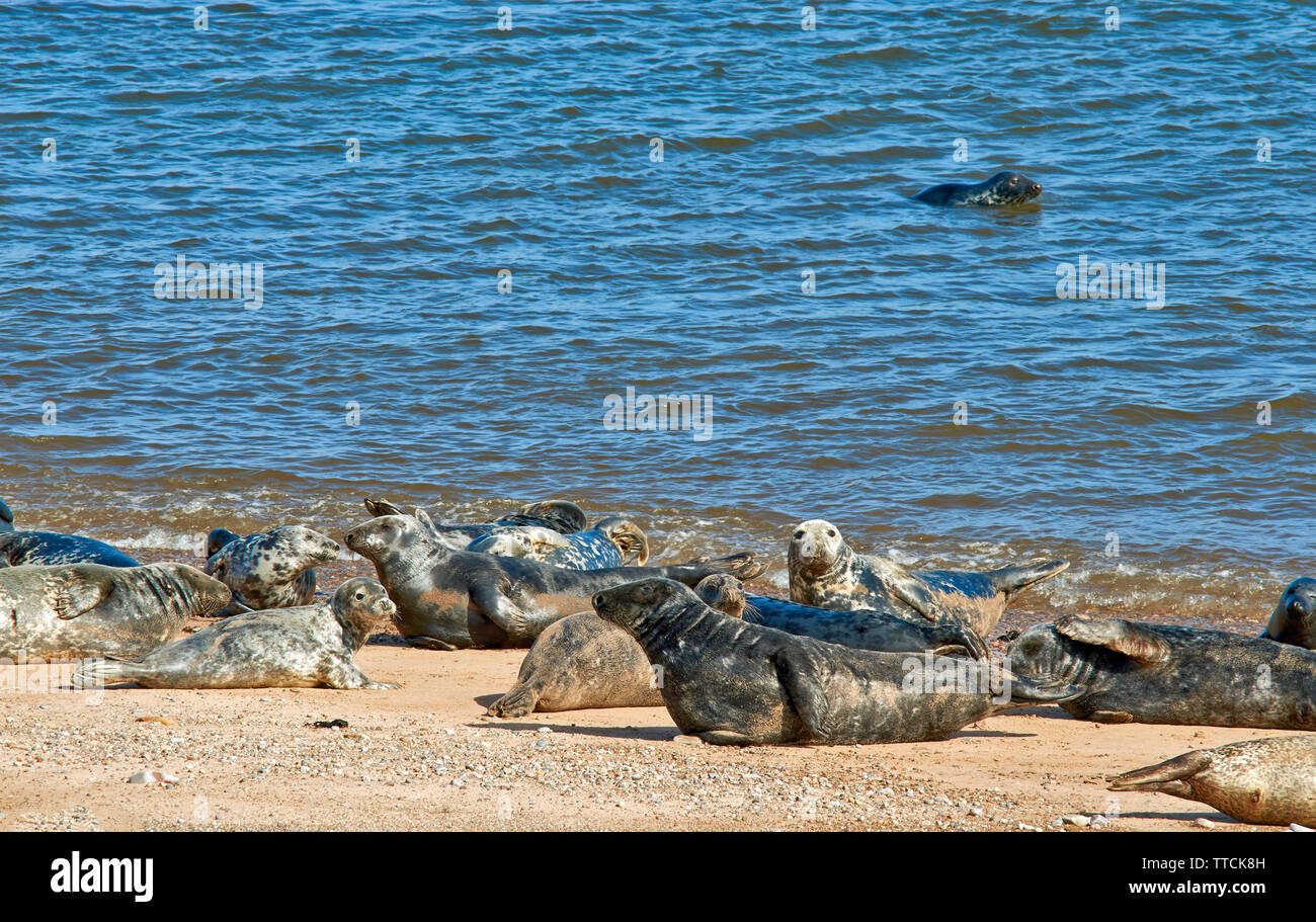 PORTGORDON BEACH MORAY SCOTLAND COMMON SEALS LYING ON THE SAND AND ONE ...