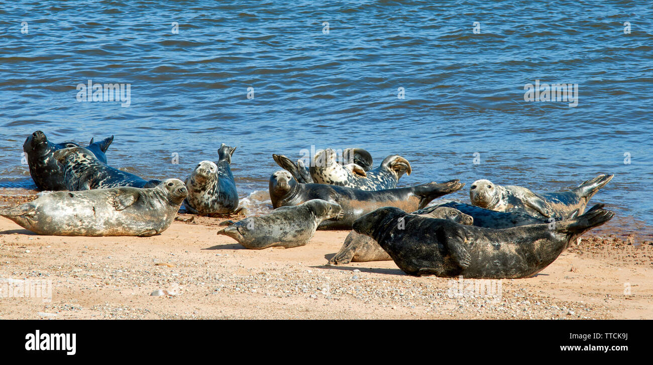 PORTGORDON BEACH MORAY SCOTLAND COMMON SEALS LYING ON THE SAND AND ...