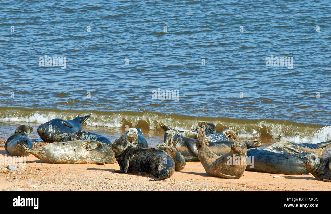 PORTGORDON BEACH MORAY SCOTLAND GROUP OF COMMON SEALS LYING ON THE SAND ...