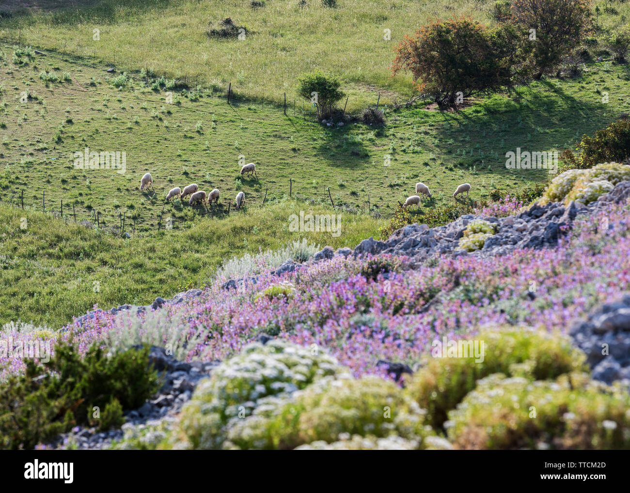 Sheep in flowers hi-res stock photography and images - Alamy