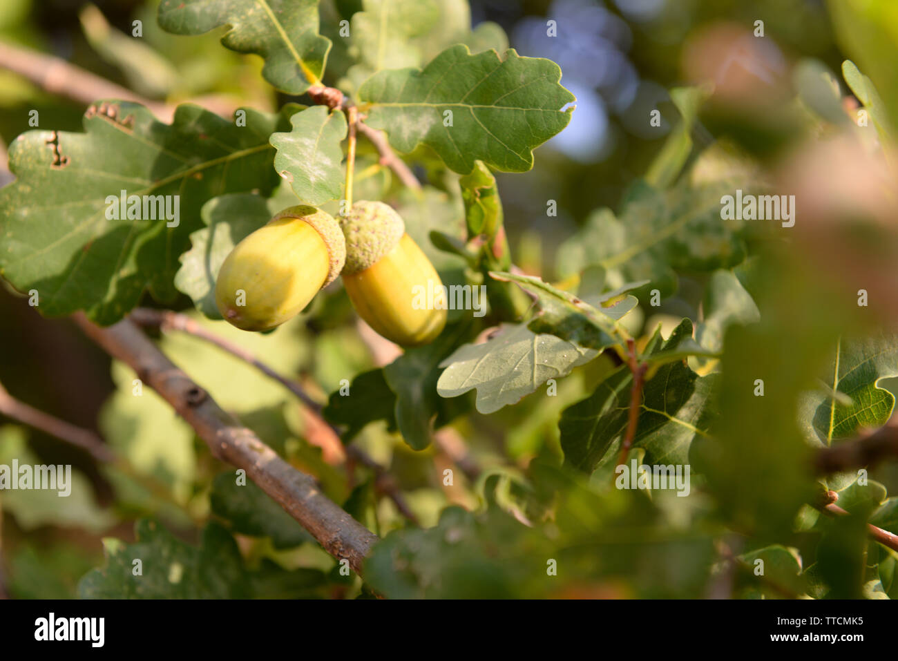 Tree leaves closeup Stock Photo - Alamy