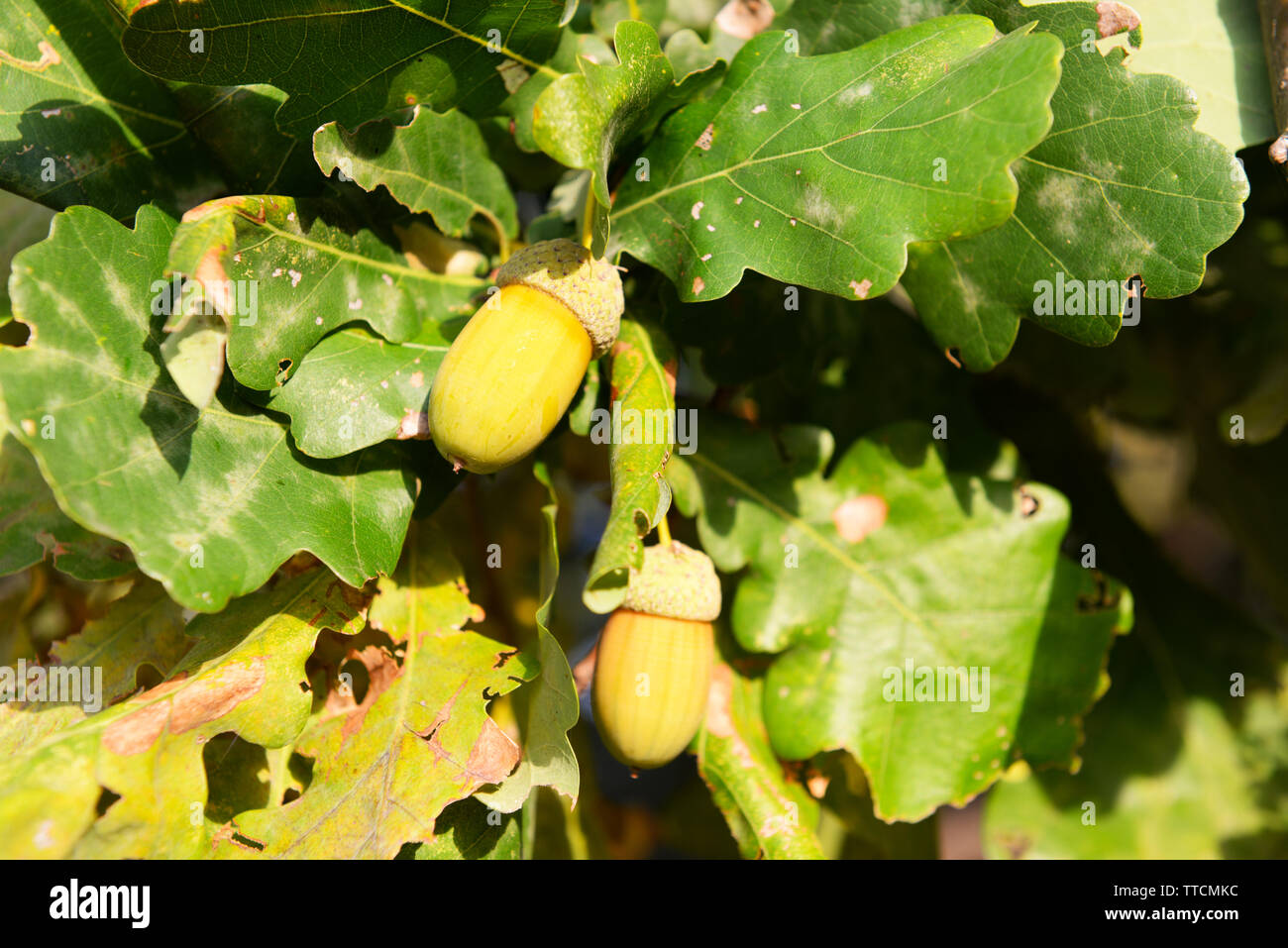 Tree leaves closeup Stock Photo - Alamy