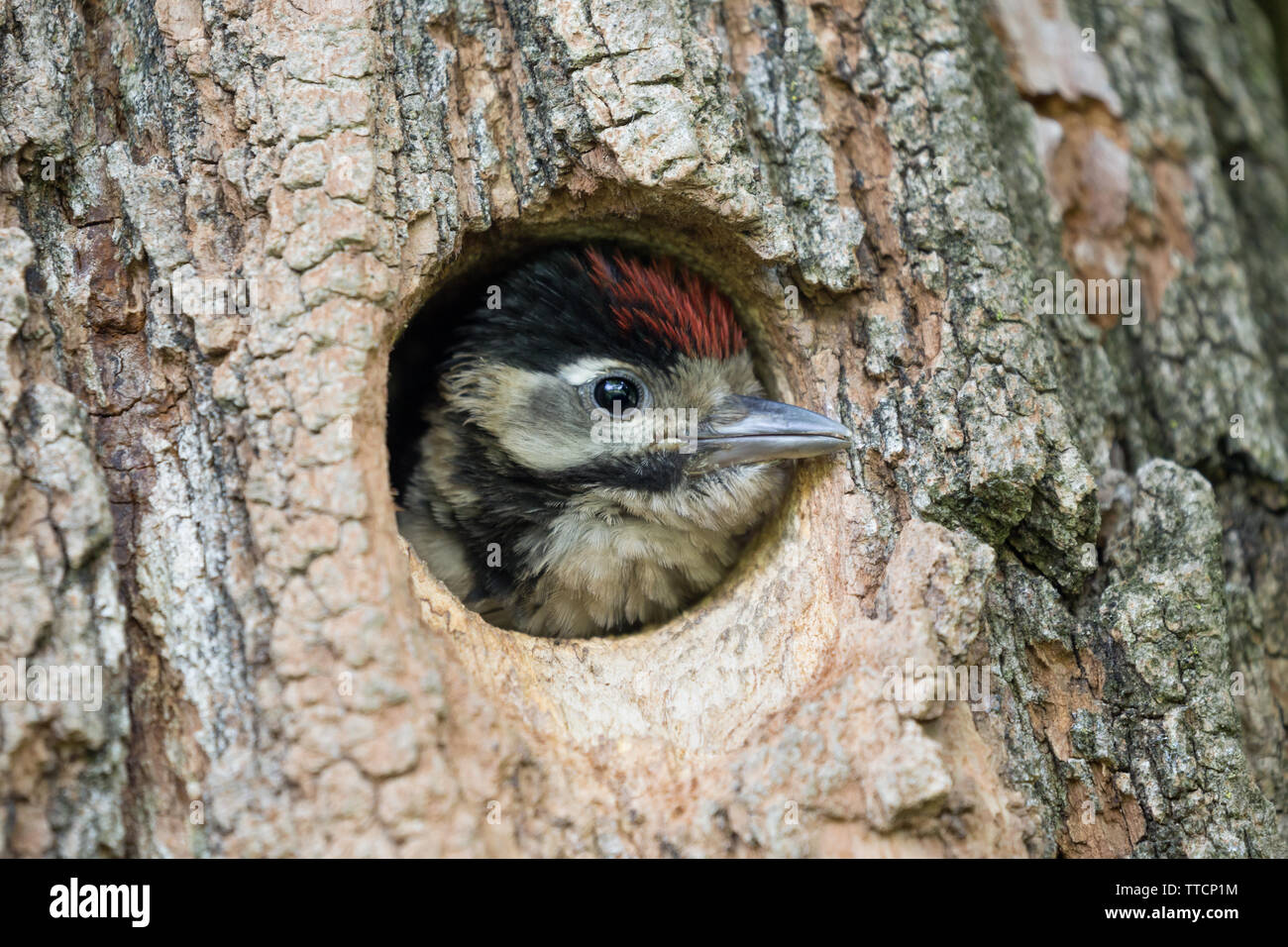 Woodpecker wonderful bird hi-res stock photography and images - Alamy