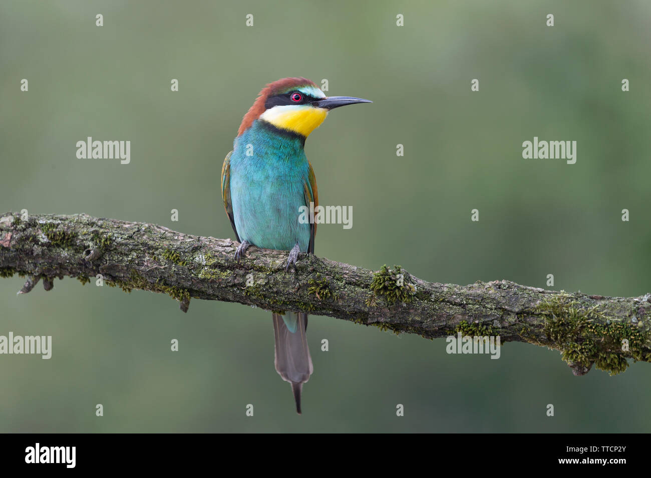 Merops Species High Resolution Stock Photography and Images - Alamy