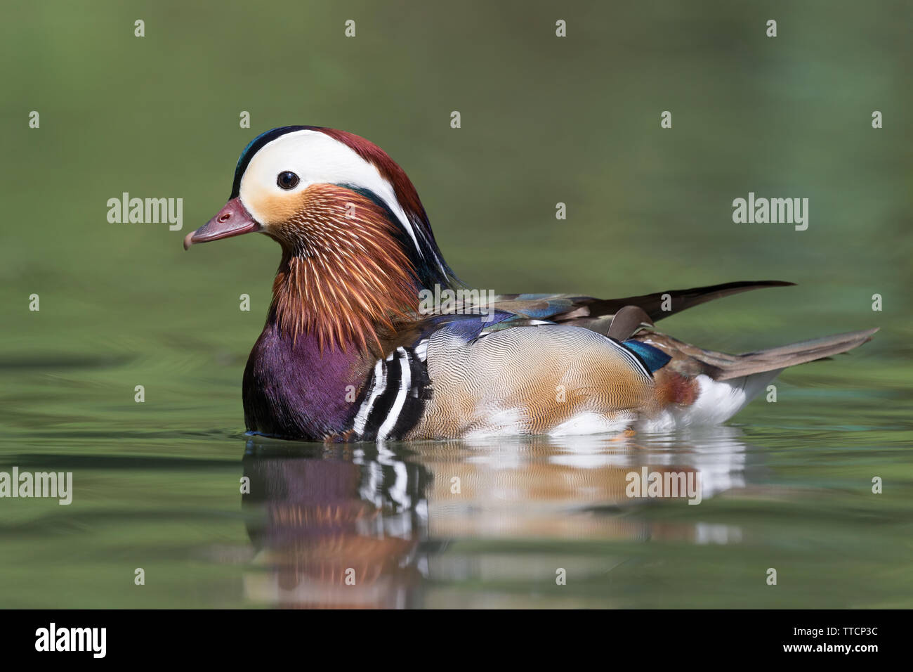 The beautiful mandarin duck (Aix galericulata Stock Photo - Alamy