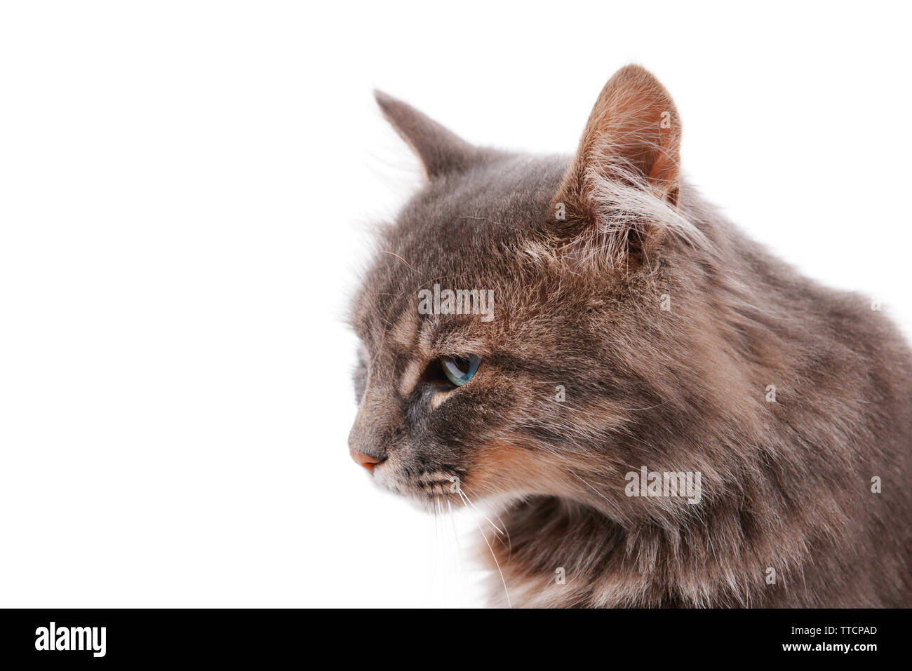 Beautiful grey cat isolated on white background Stock Photo - Alamy