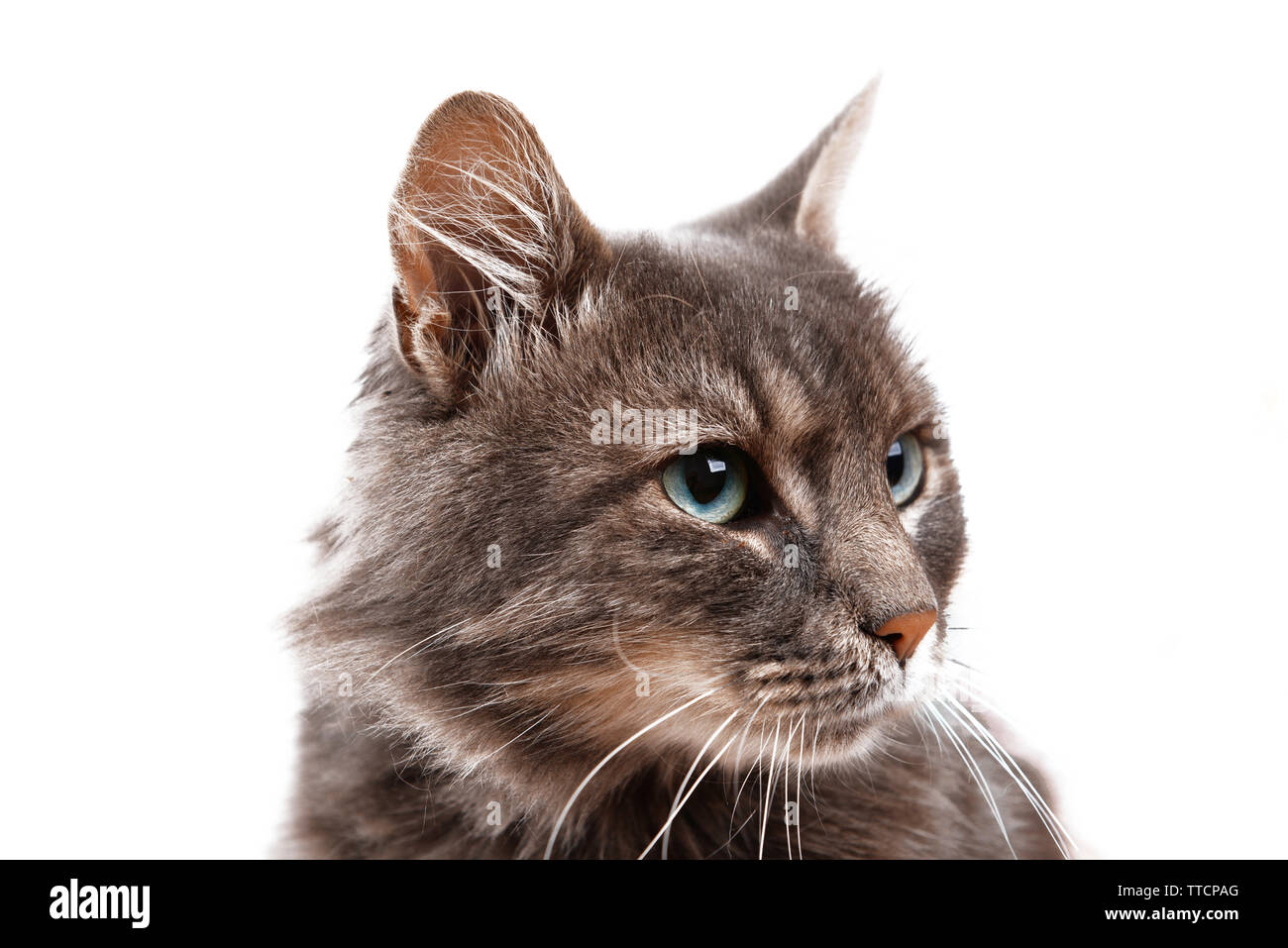 Beautiful grey cat isolated on white background Stock Photo - Alamy