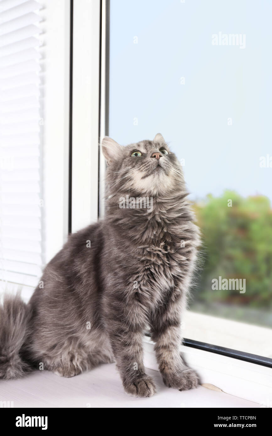 Beautiful grey cat on window board, close up Stock Photo - Alamy