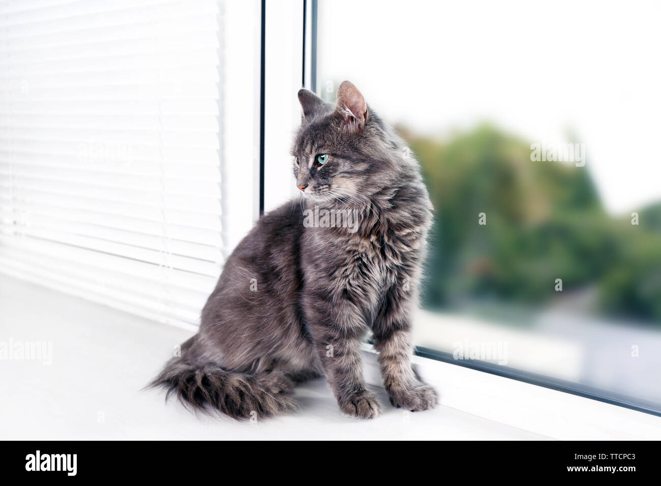 Beautiful grey cat on window board, close up Stock Photo - Alamy