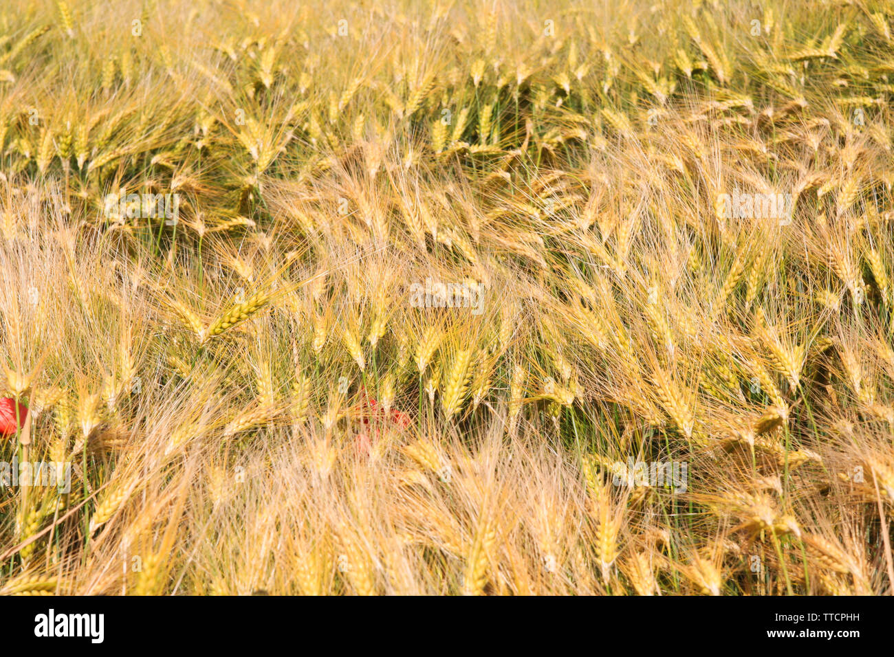 Barley grass weed hi-res stock photography and images - Alamy