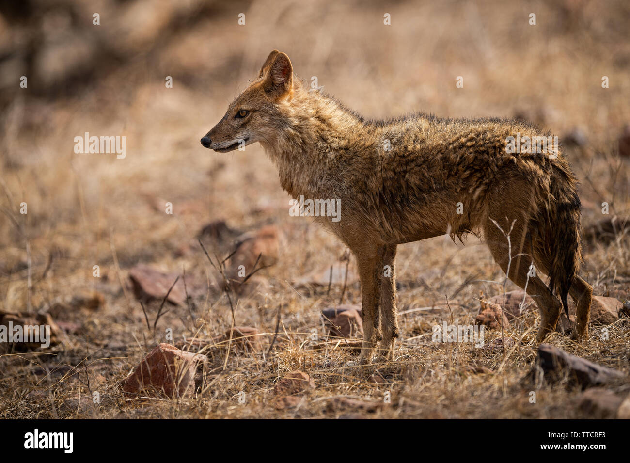 Indian Jackal or Canis aureus indicus aggressively walking and ...