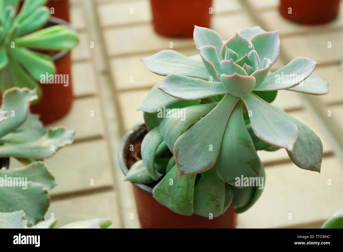 Beautiful Succulent Stone Rose High Resolution Stock Photography and ...