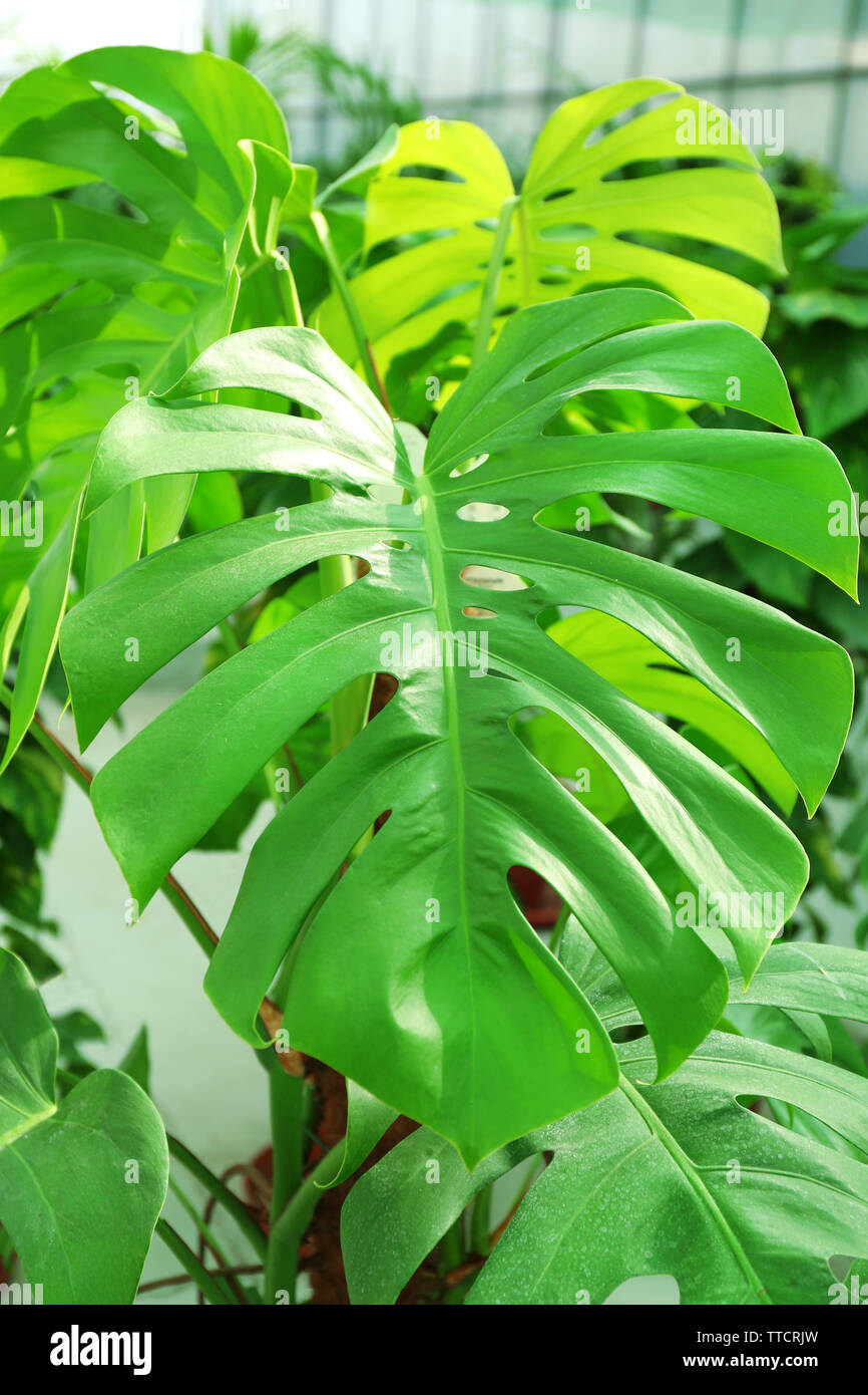 Tropical Plants in greenhouse, close-up Stock Photo - Alamy