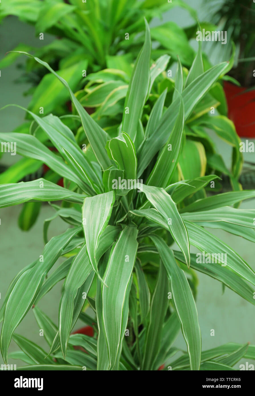 Tropical Plants in greenhouse, close-up Stock Photo - Alamy