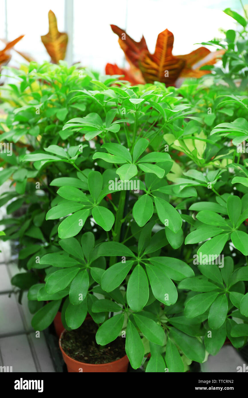 Tropical Plants in greenhouse, close-up Stock Photo - Alamy