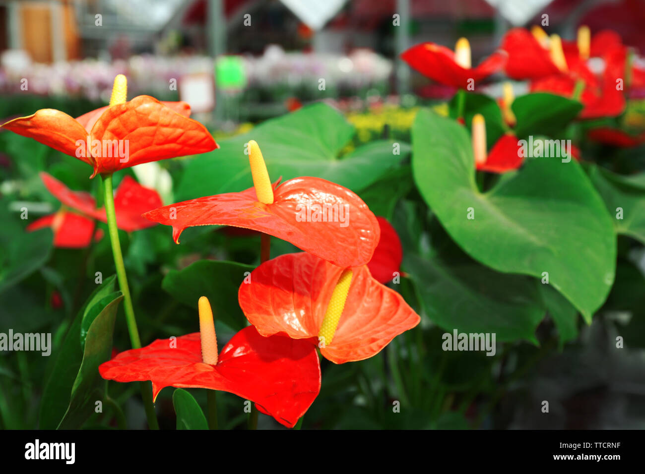 Anthurium flowers in huge greenhouse Stock Photo - Alamy