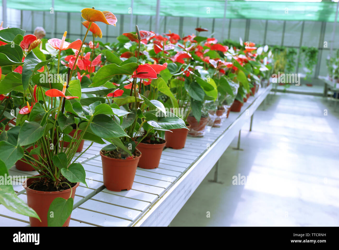 Anthurium flowers in huge greenhouse Stock Photo - Alamy