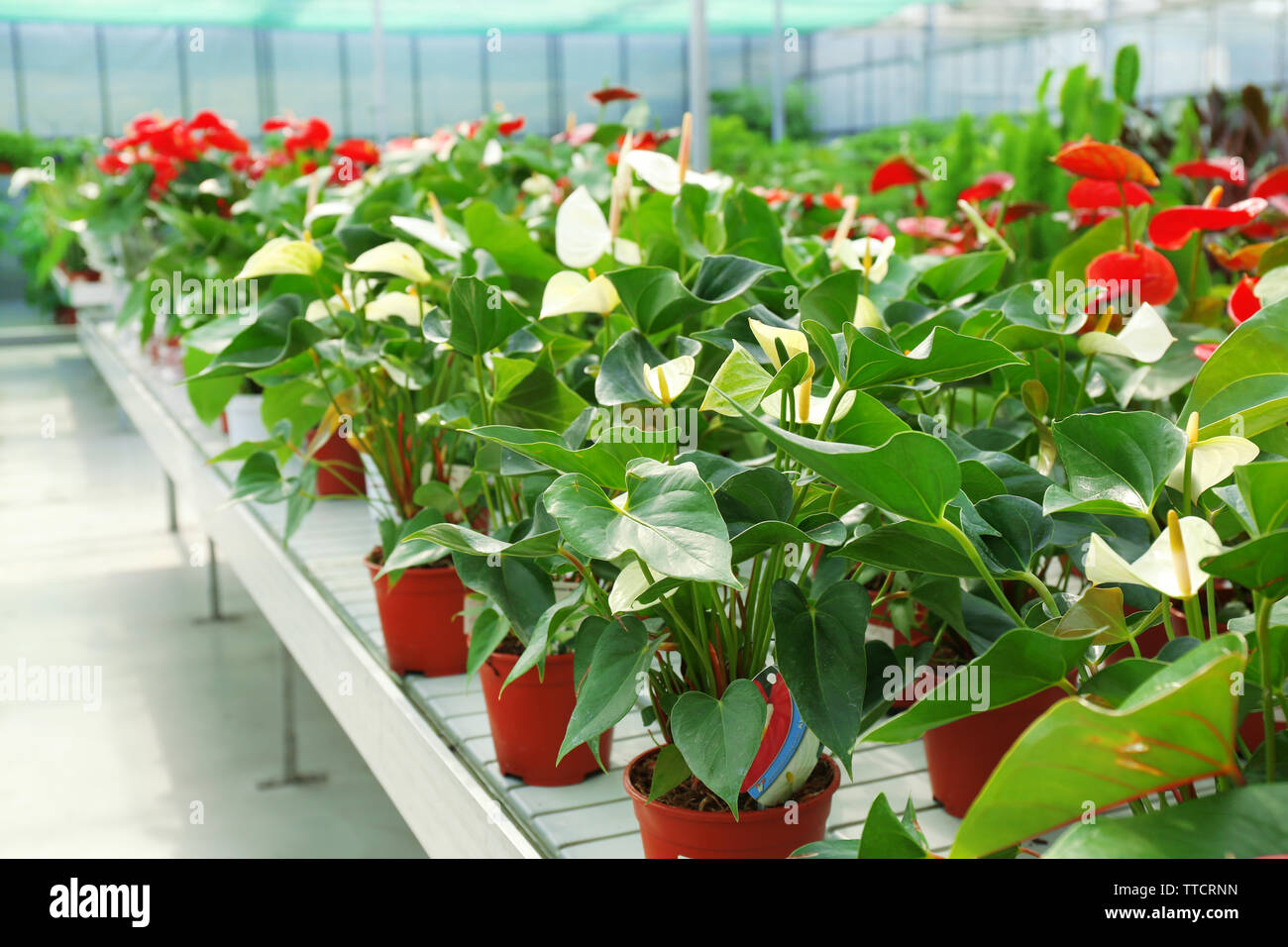 Anthurium flowers in huge greenhouse Stock Photo - Alamy