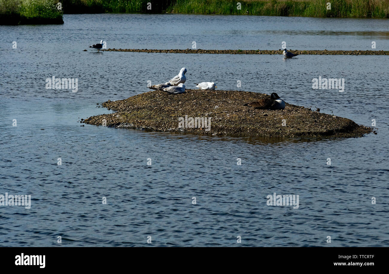 Birds resting on an island in the lake at London Wetlands Centre ...