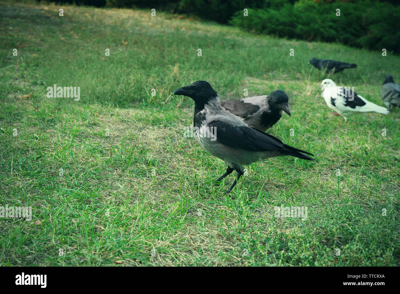 Pigeons and gray crows eating bread crumbs at city park Stock Photo - Alamy