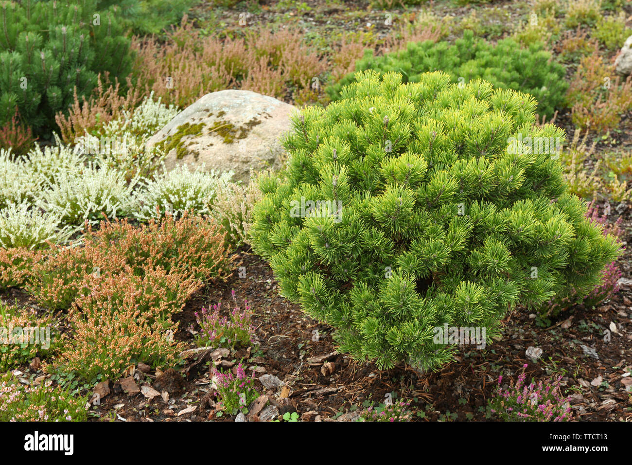Beautiful lush bushes in garden Stock Photo - Alamy