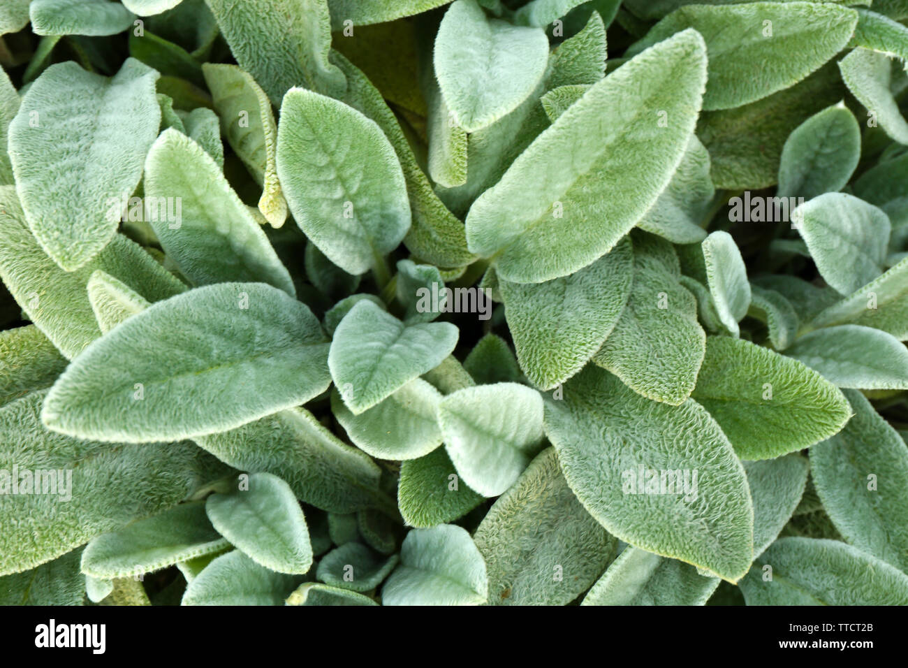 Stahis hi-res stock photography and images - Alamy