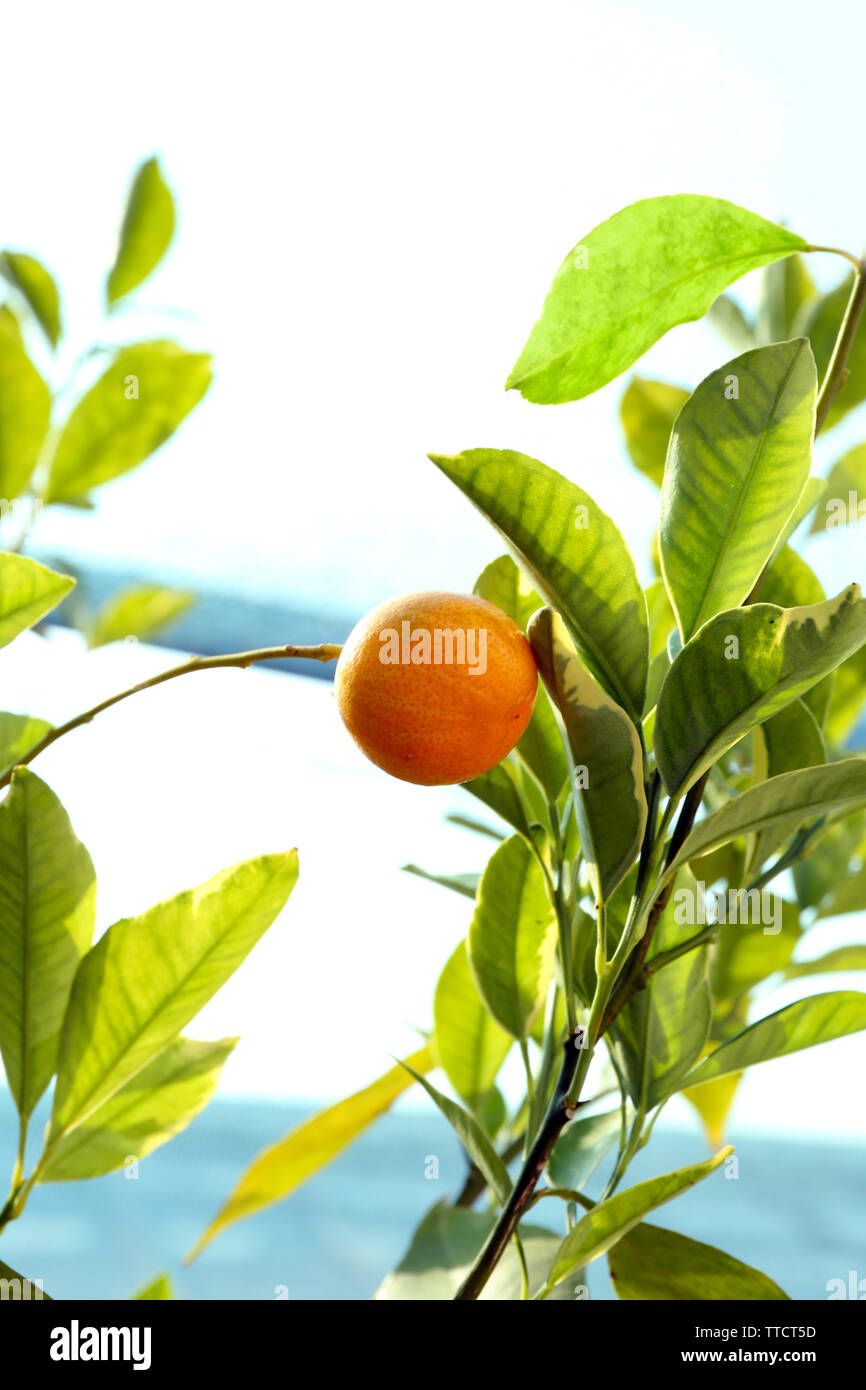 Irange hi-res stock photography and images - Alamy