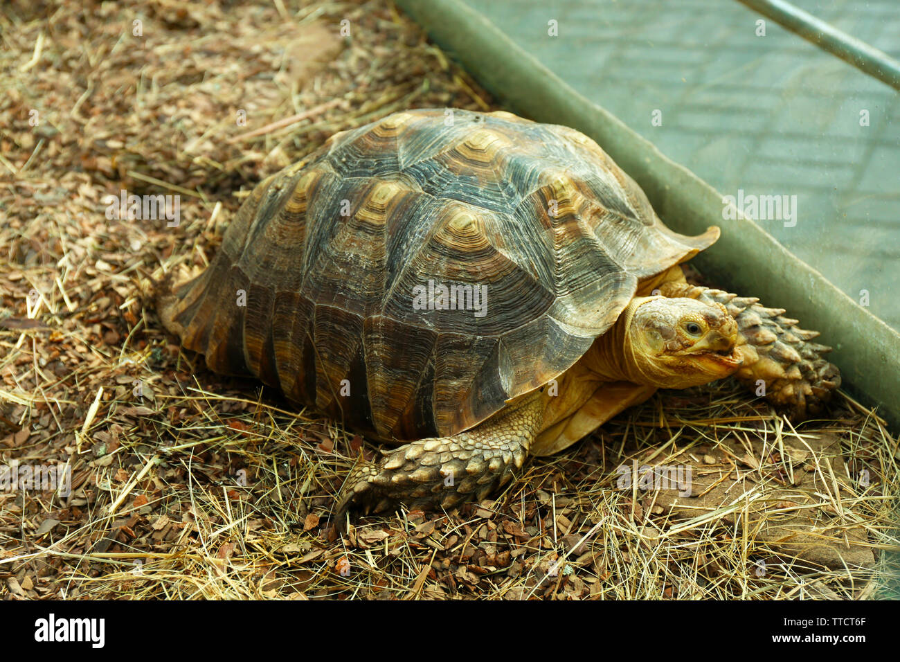 Turtle in zoo, close-up Stock Photo - Alamy