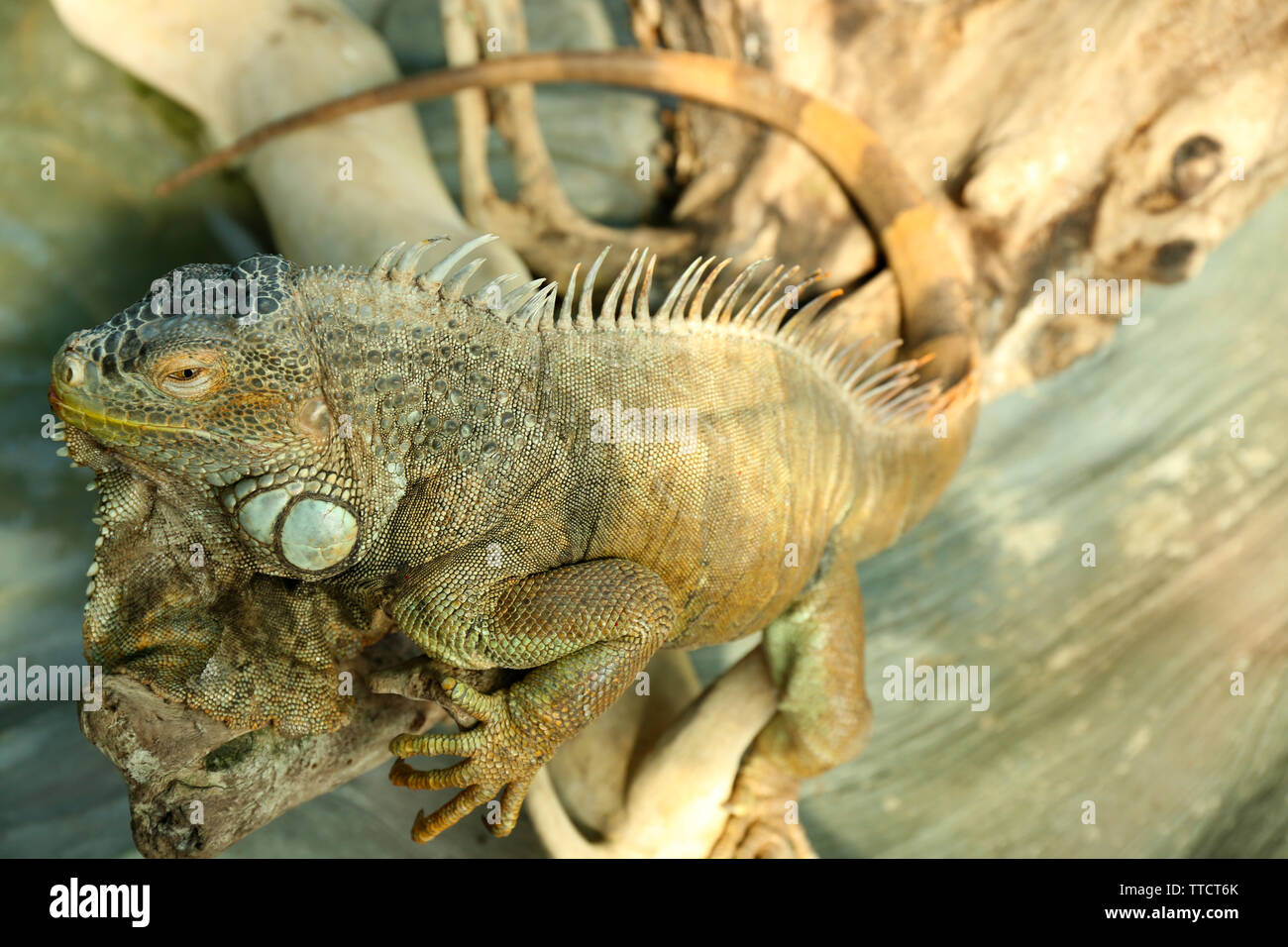 Close-up of green iguana (Iguana iguana Stock Photo - Alamy