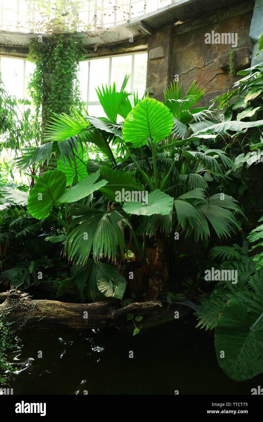Tropical Plants in greenhouse at botanic garden Stock Photo - Alamy