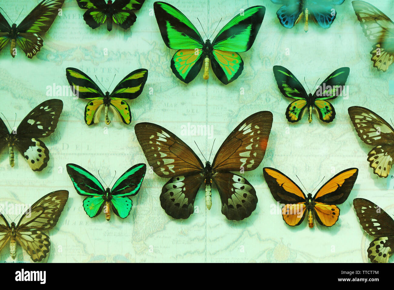 Butterfly collection set Stock Photo - Alamy