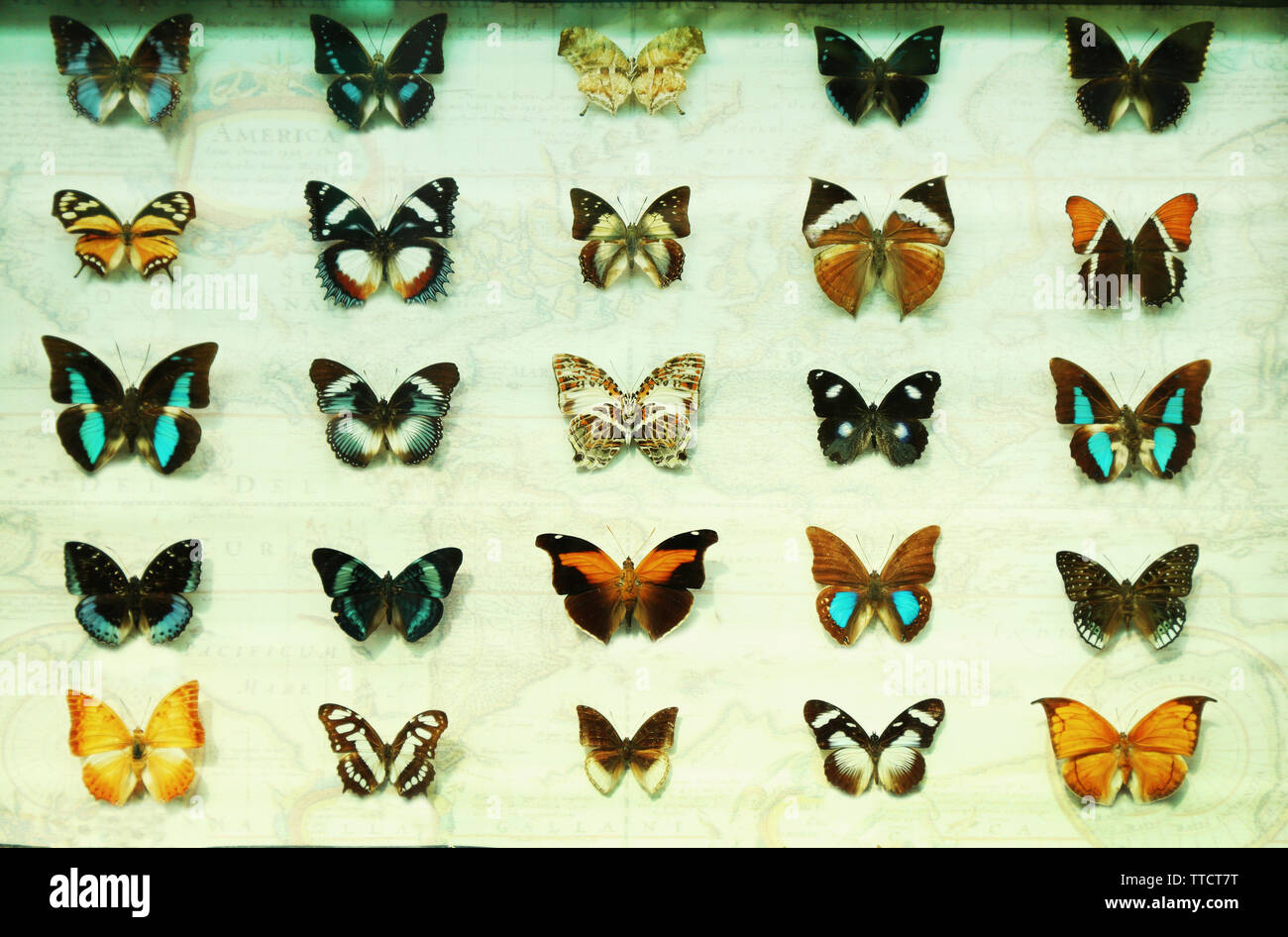 Butterfly collection set Stock Photo - Alamy