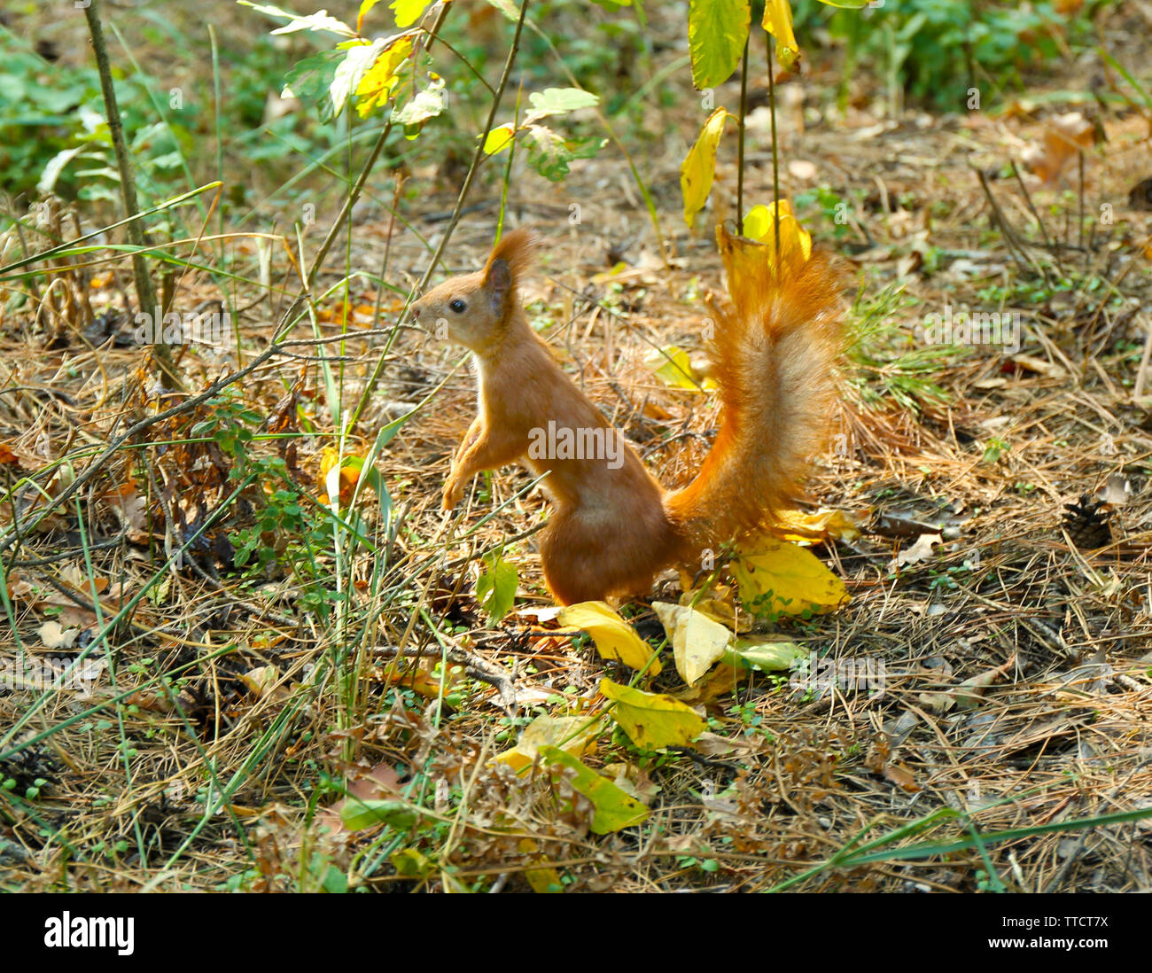 Red squirrel in forest Stock Photo - Alamy