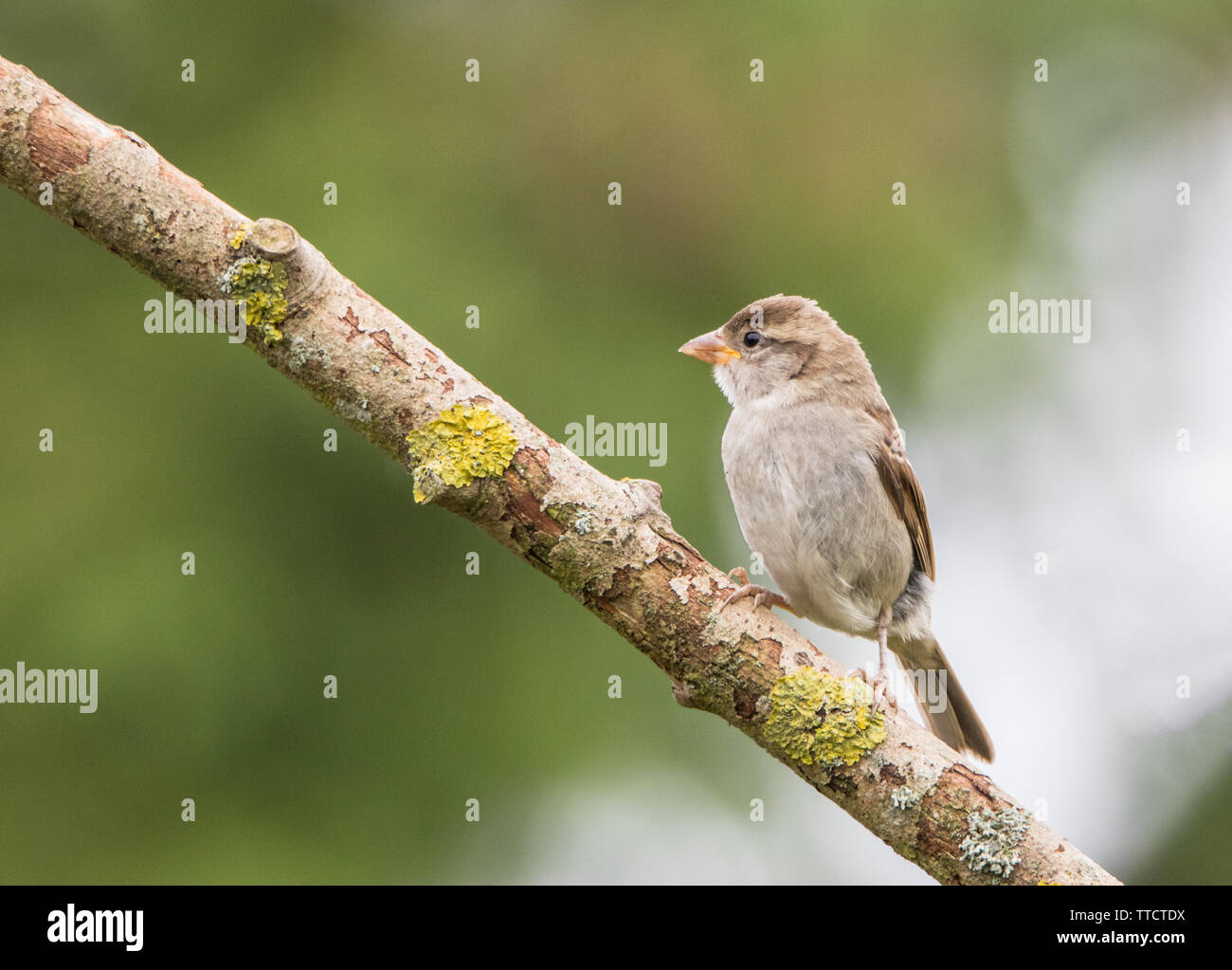House Sparrows, family of house sparrows, perching on branches, feeding ...