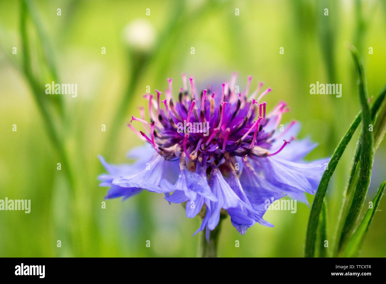 Bachelor button flower (Centaurea cyanus) in full bloom Stock Photo - Alamy