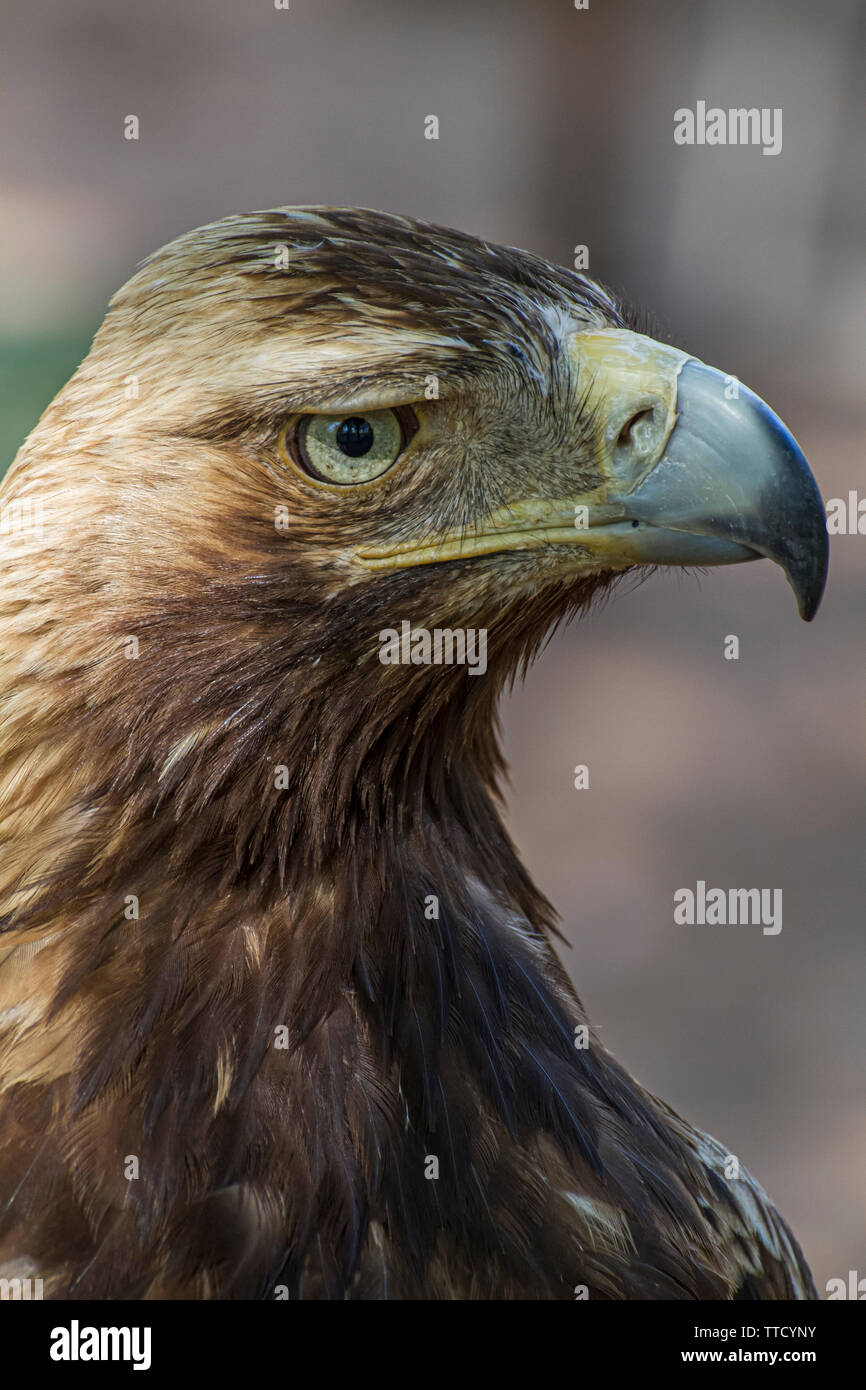 raptor eagle, diurnal bird of prey with beautiful plumage and yellow ...