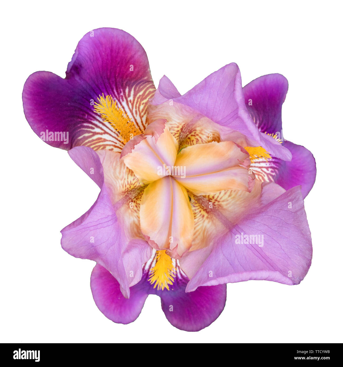 Fragile marsh hi-res stock photography and images - Alamy