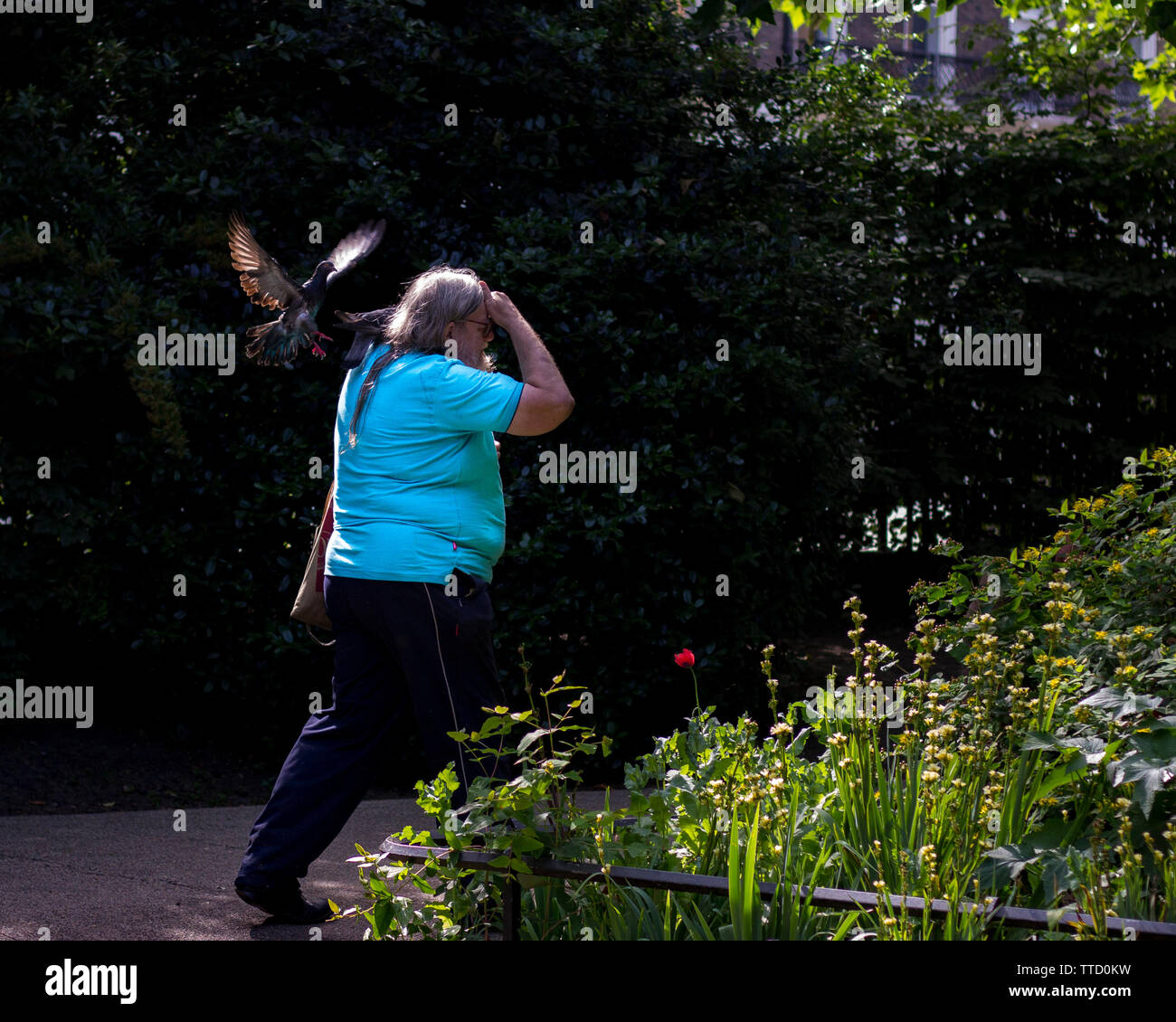 A pidgeon is landing on a adult man's back where another pidgeon is ...
