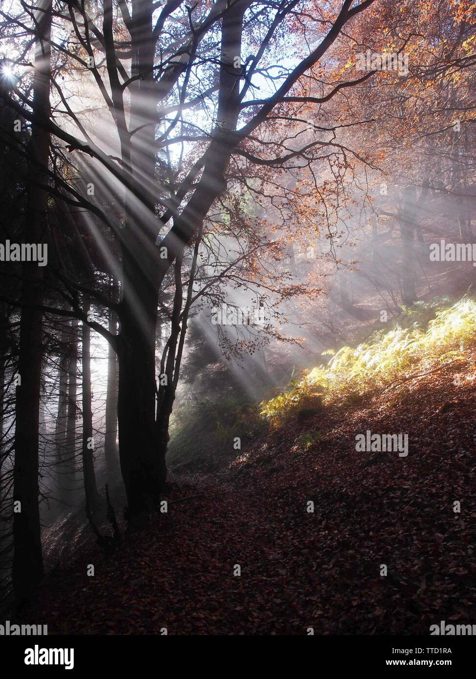 Sun rays in the forest Stock Photo - Alamy