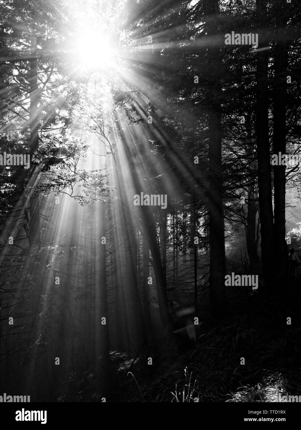 Sun rays in the forest Stock Photo - Alamy