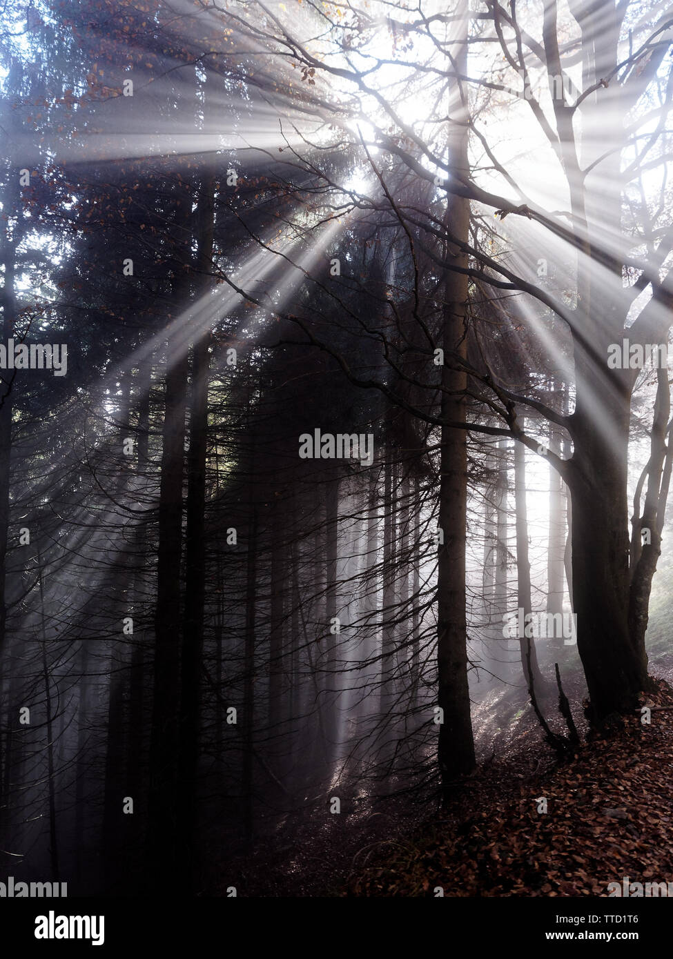 Sun rays in the forest Stock Photo - Alamy