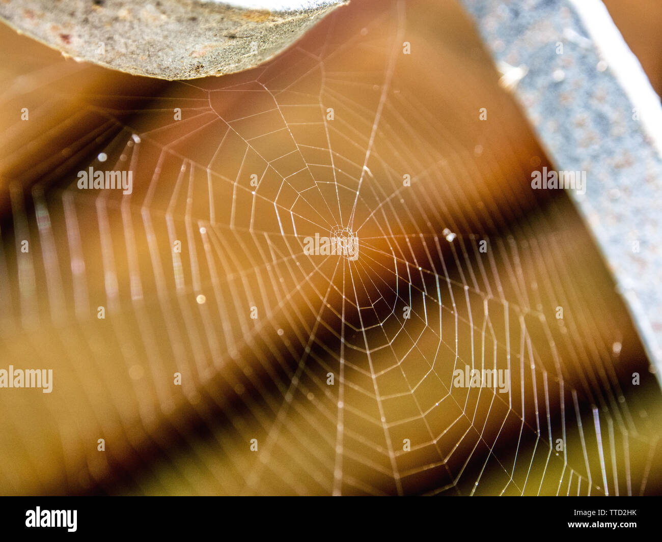 pretty scary frightening spider web for halloween Stock Photo - Alamy