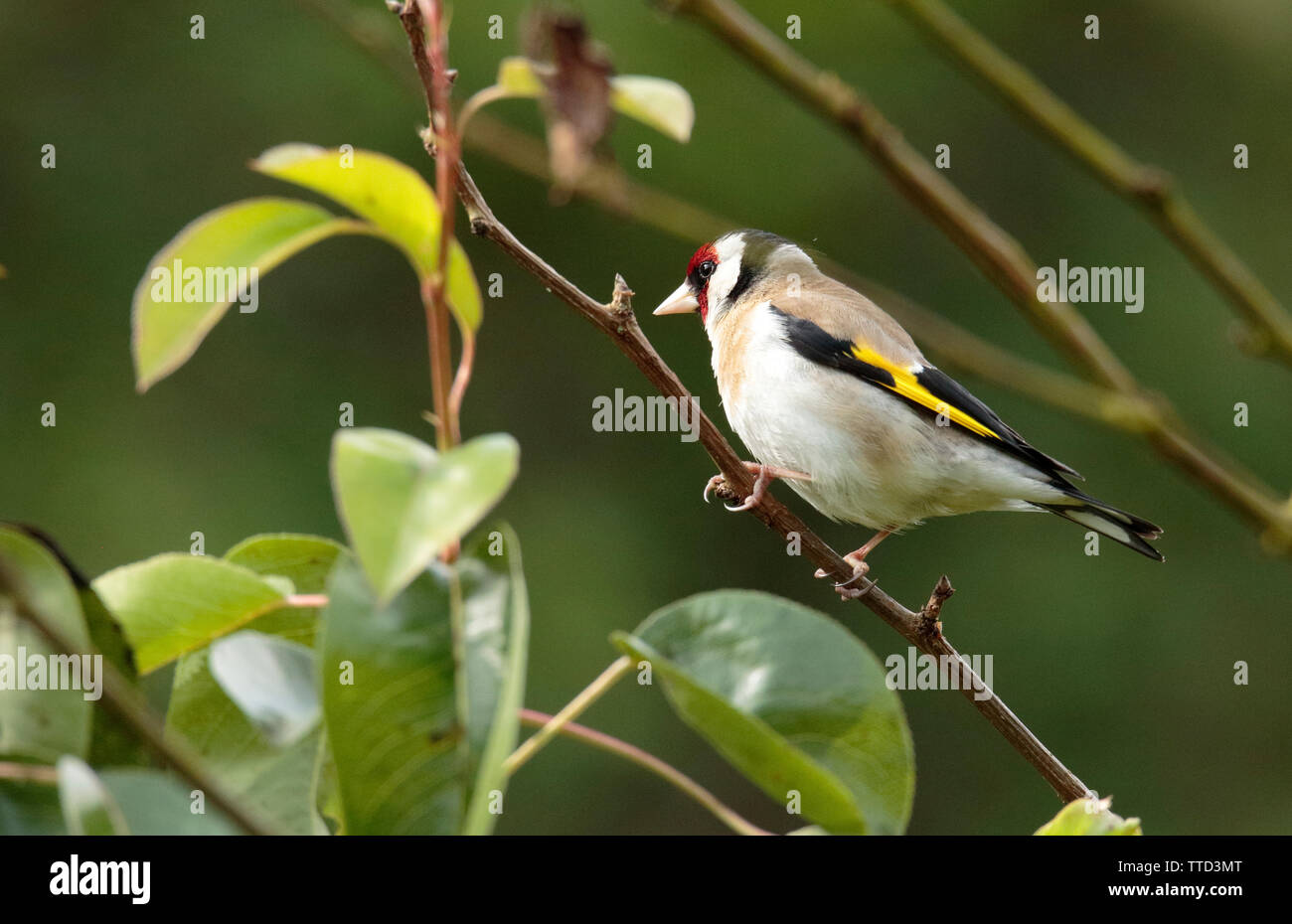 World finches hi-res stock photography and images - Alamy