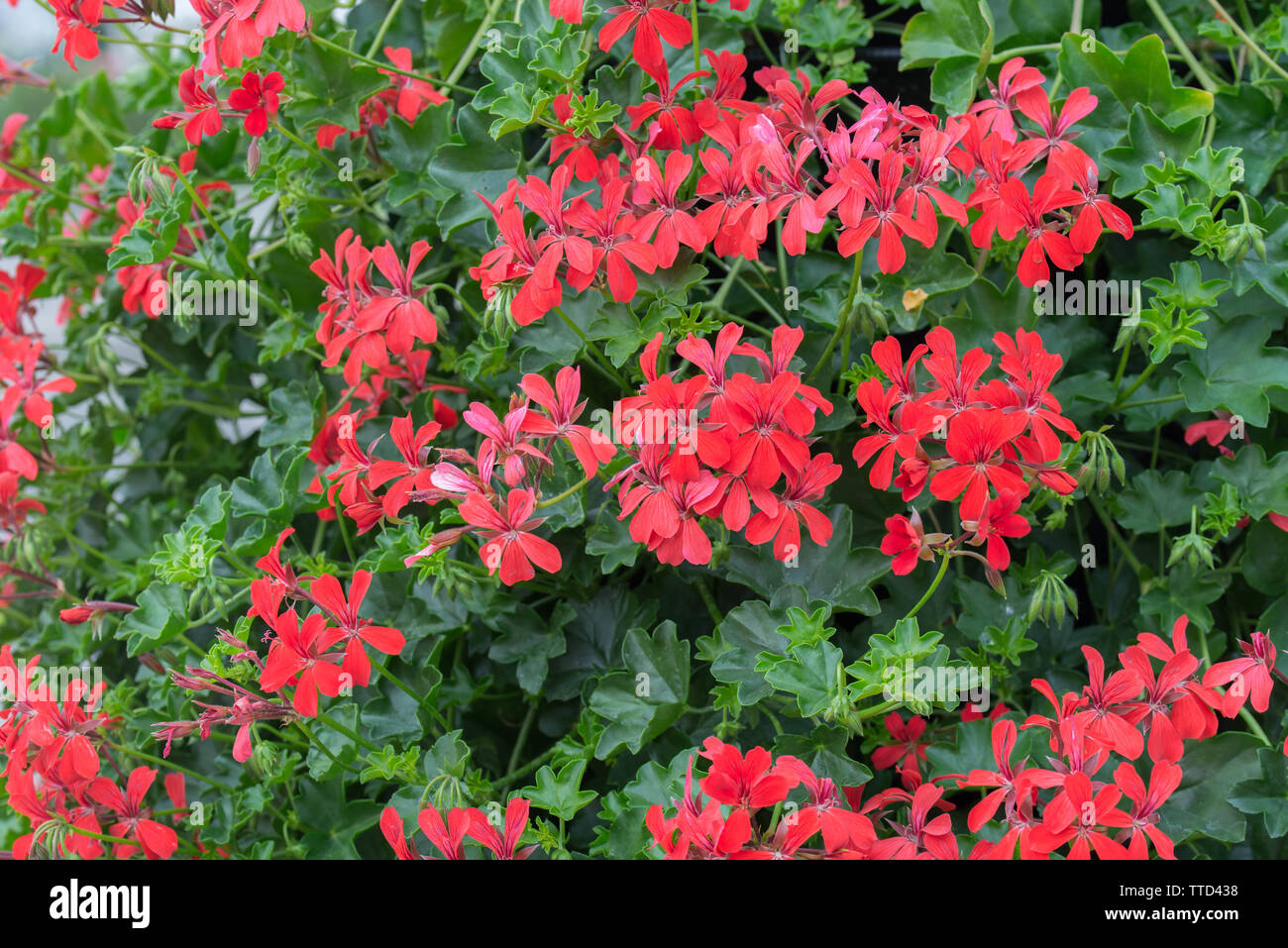 group of pelargonium red flowers Stock Photo - Alamy