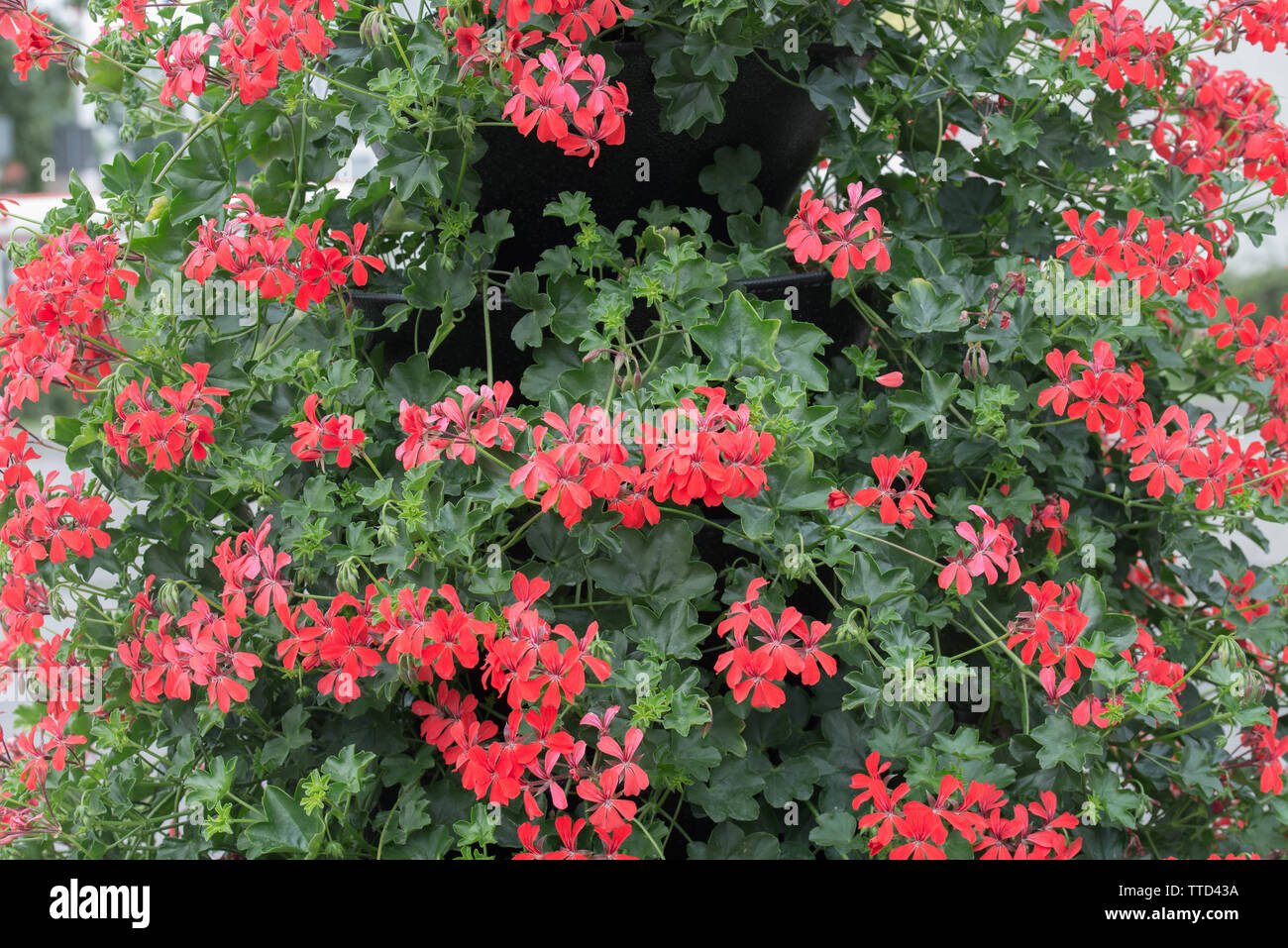 group of pelargonium red flowers Stock Photo - Alamy